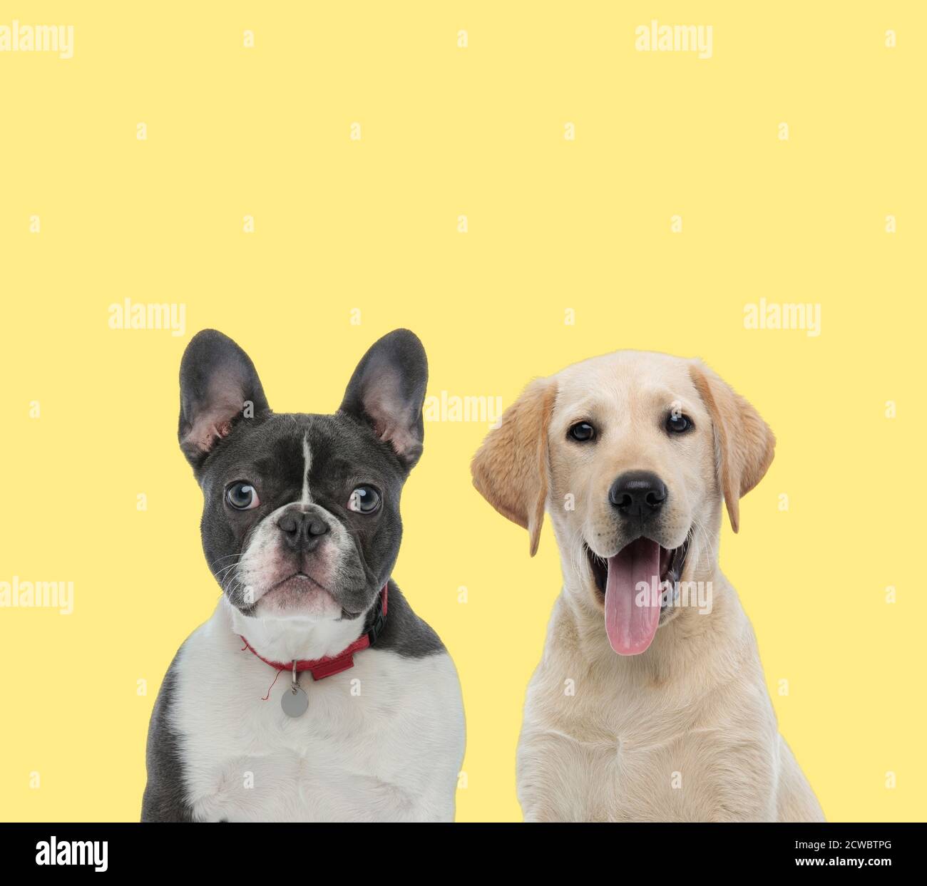 cute french bulldog dog wearing red collar next to a labrador retriever ...
