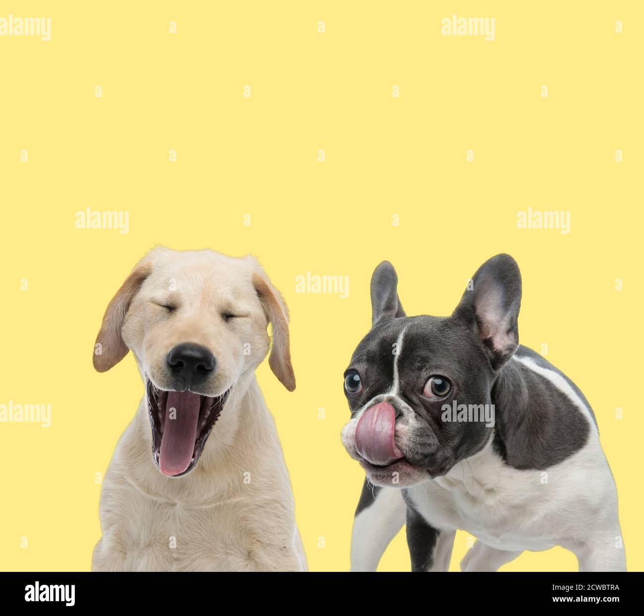 adorable labrador retriever dog yawning tired next to a french bulldog ...