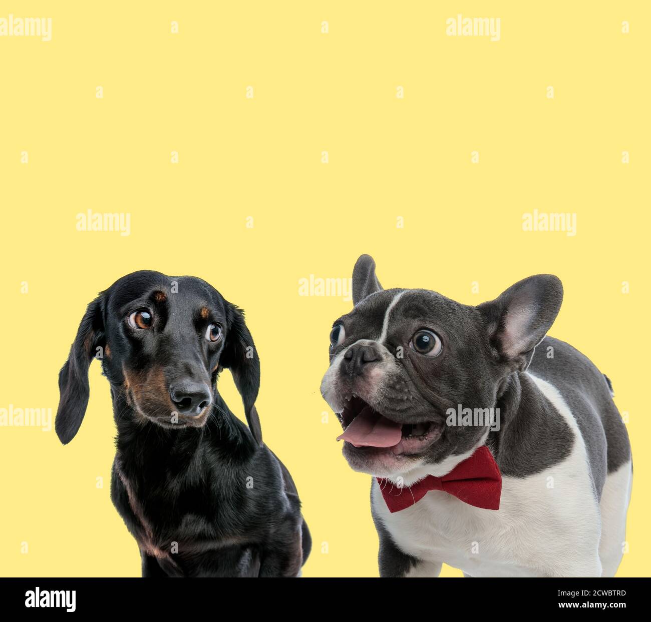 cute teckel dog looking aside to a french bulldog dog wearing red ...