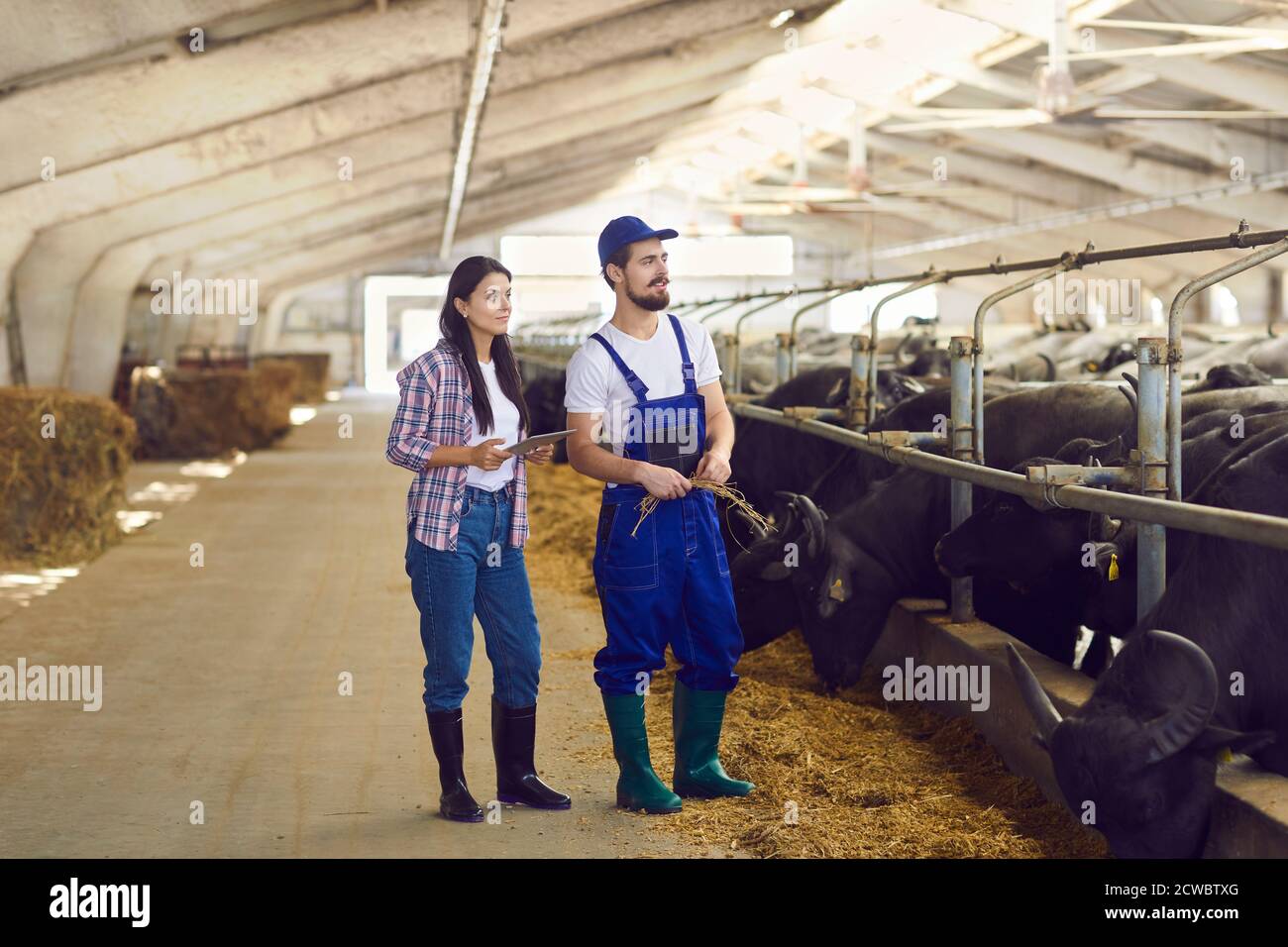 Young dairy farm workers checking on cows and using agrotech ...