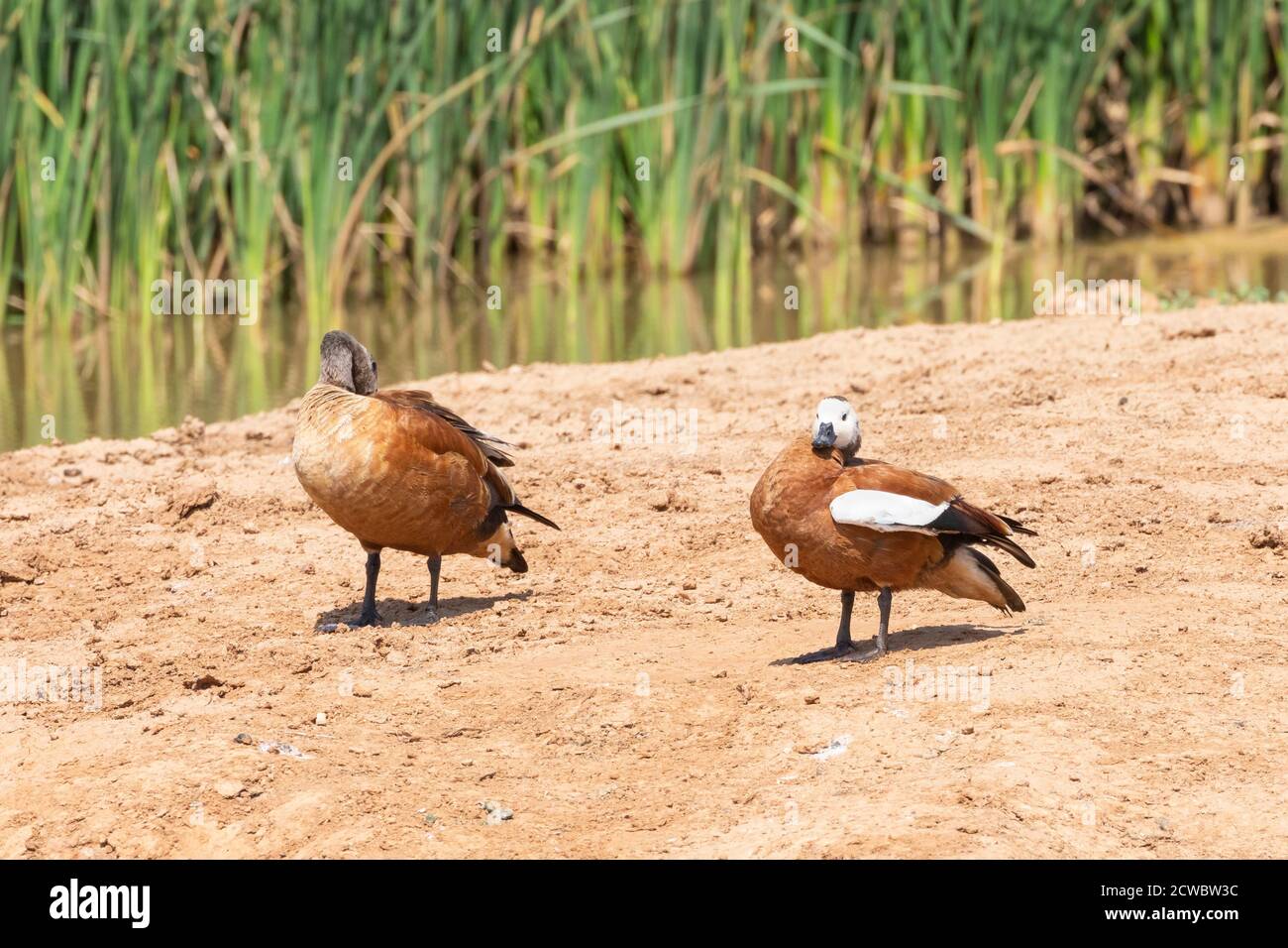 South African Shelduck (Tadorna cana) breeding pair, Hapoor Dam, Addo ...