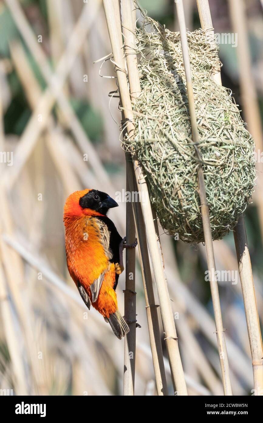 Southern Red Bishop (Euplectes orix) breeding male putting the ...