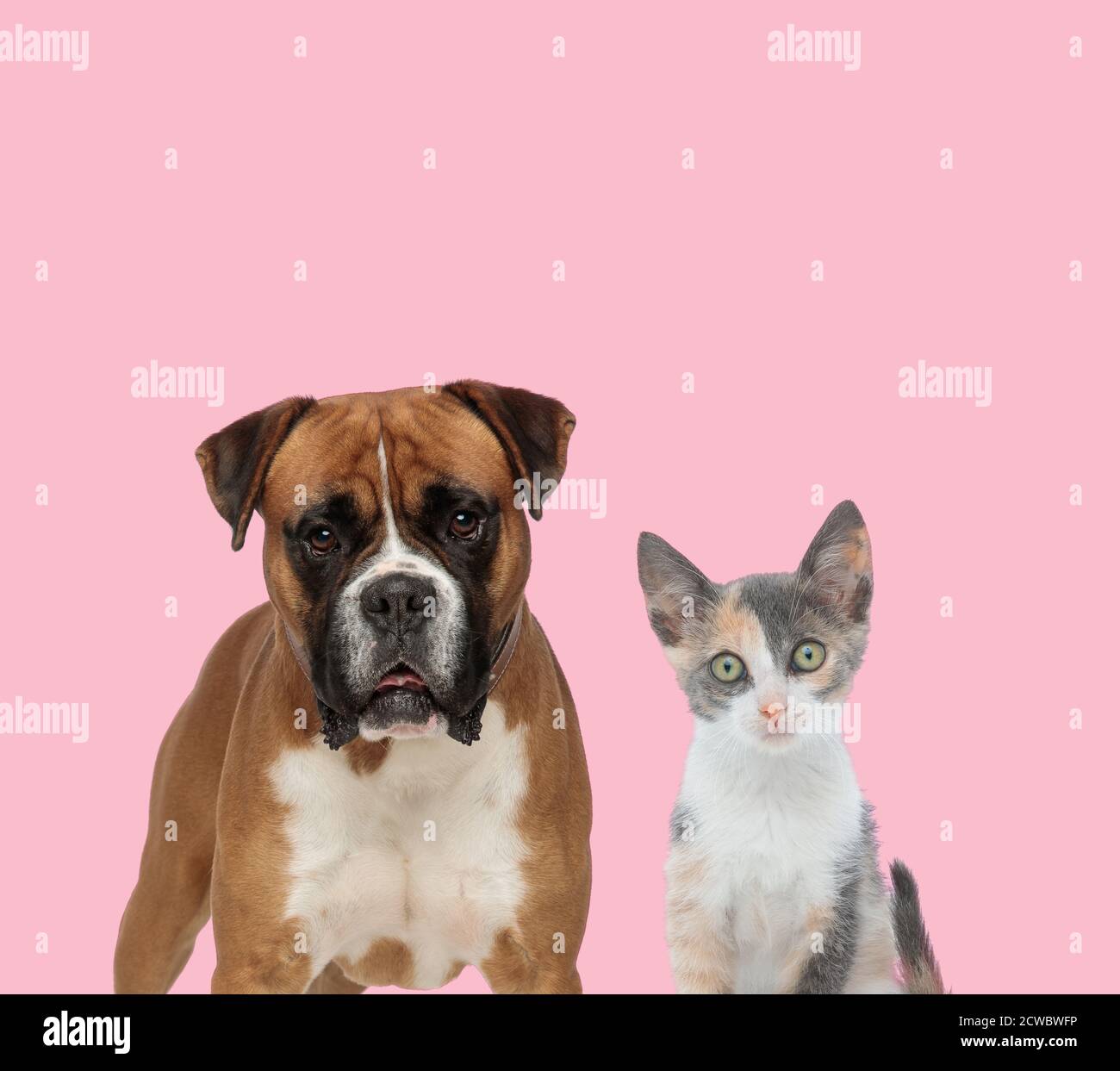 team of boxer and metis cat on pink background Stock Photo - Alamy