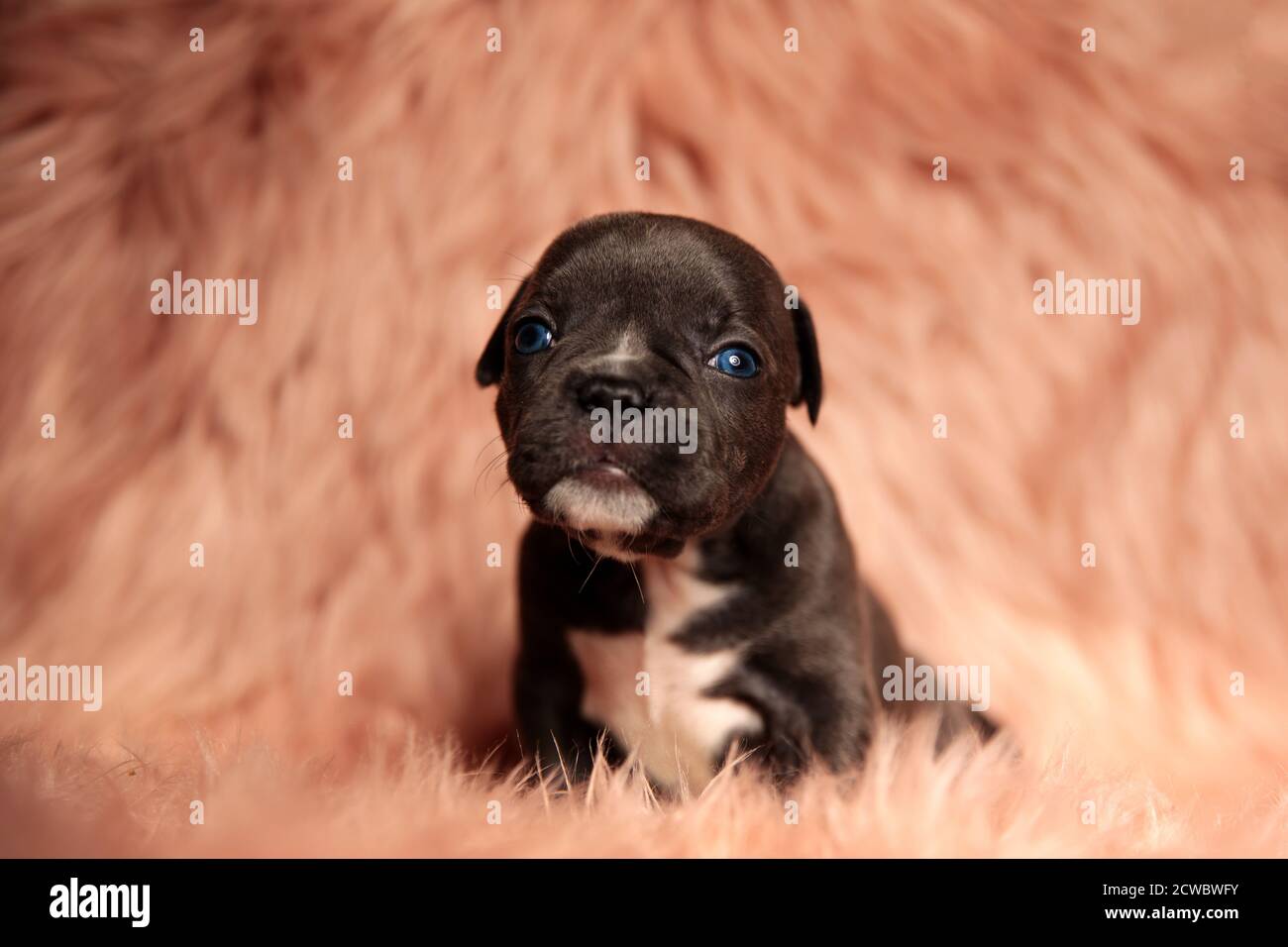 cute american bully looking up and sitting on pink fur background Stock ...