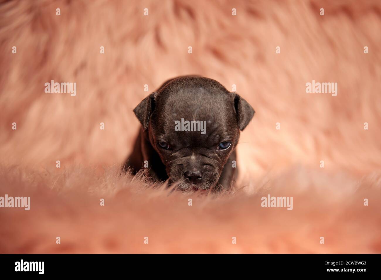 small american bully sniffing around and sitting on pink fur background ...