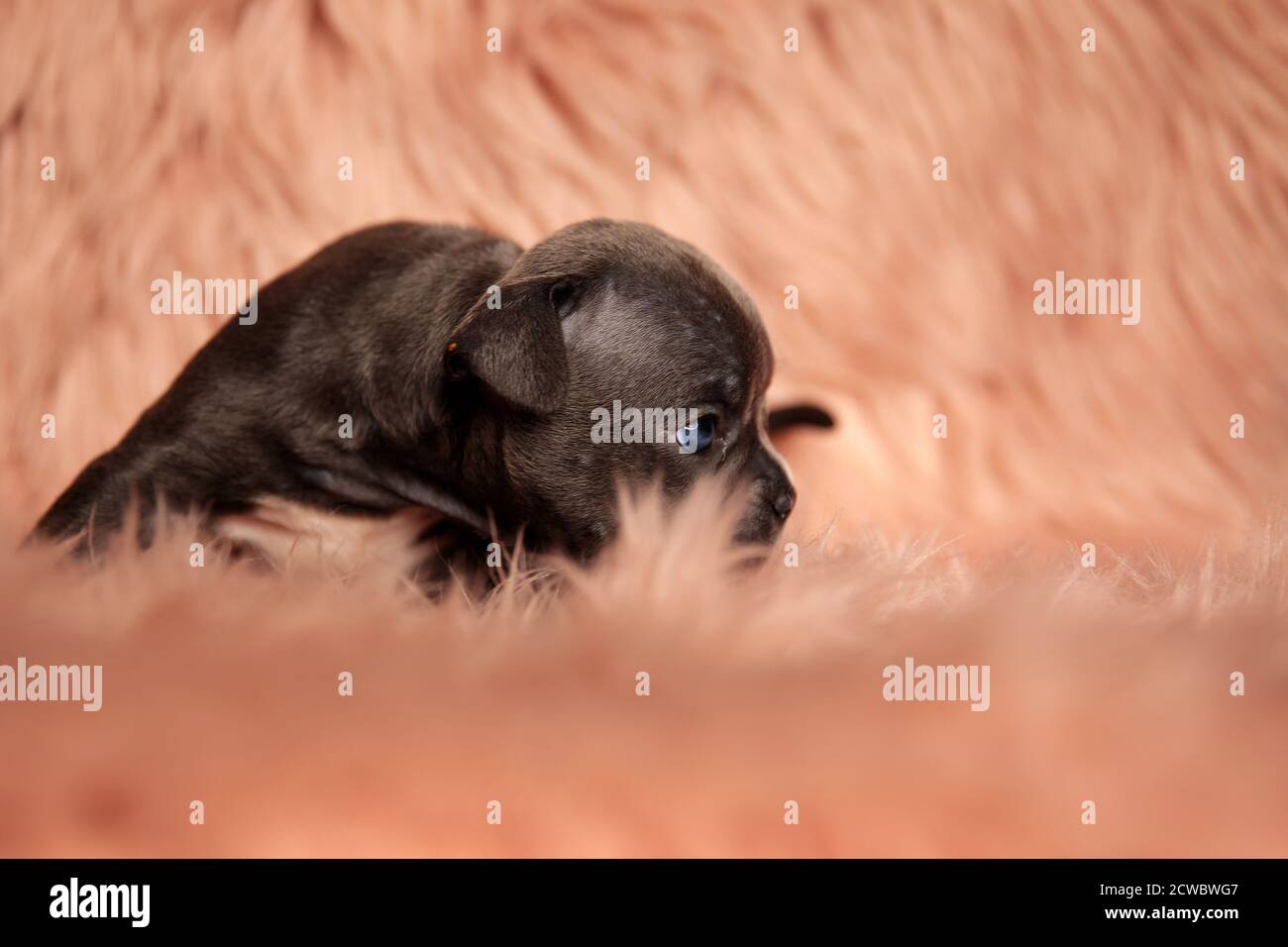 cute american bully smelling around and sitting on pink fur background ...