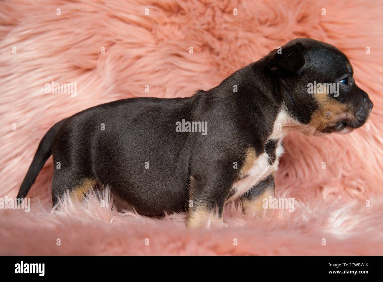 Side view of an eager American Bully looking forward while standing on ...