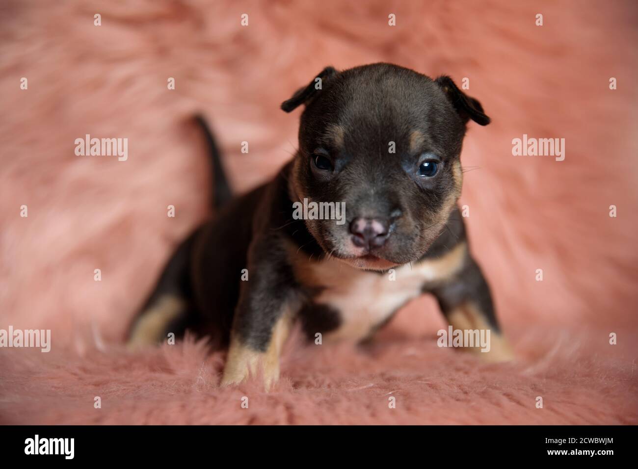 Brave dutiful American Bully looking forward confidently while standing ...