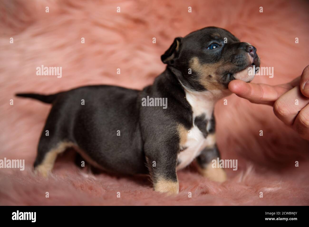 Side view of curious American Bully puppy being petted and looking ...