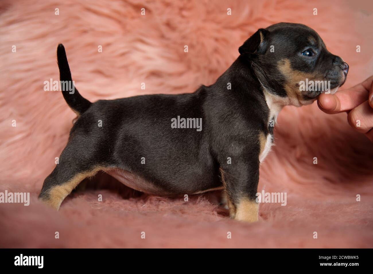 Side view of dutiful American Bully waiting while standing on furry ...