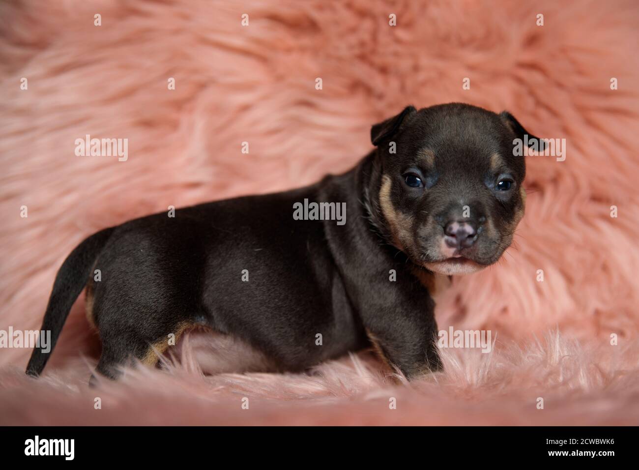 Side view of a cute American Bully puppy standing on furry background ...