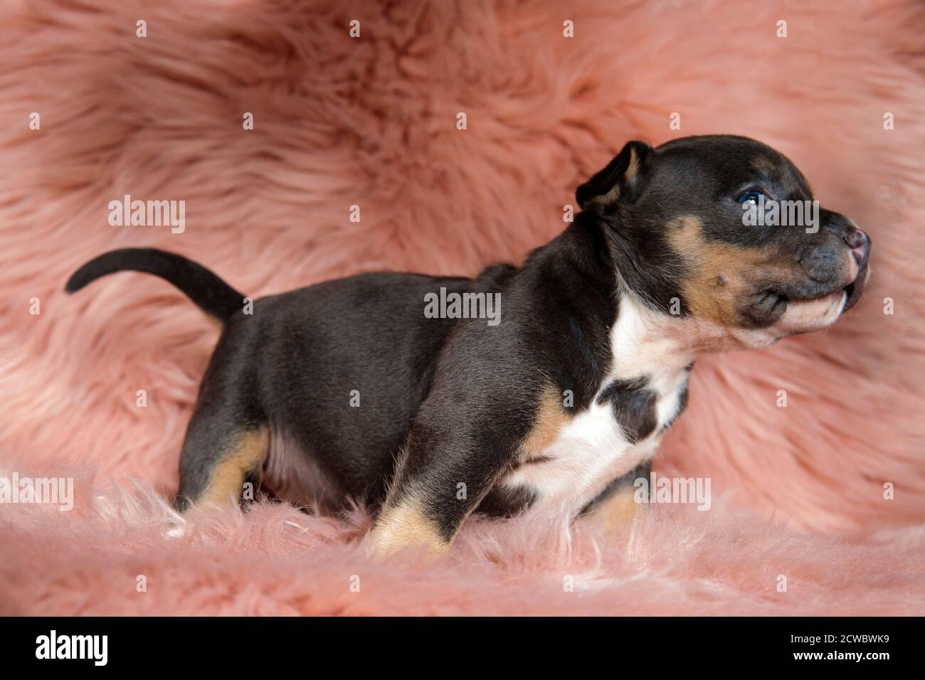 Side view of an American Bully puppy looking away curiously and ...