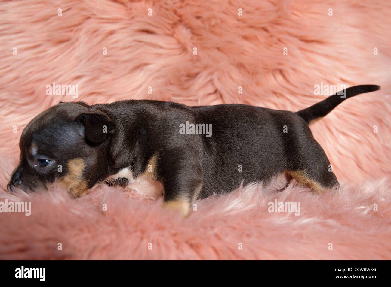 Side view of an eager American Bully puppy investigating while stepping ...