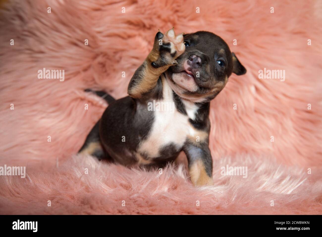 Cute American Bully puppy waving with its paw and standing on furry ...