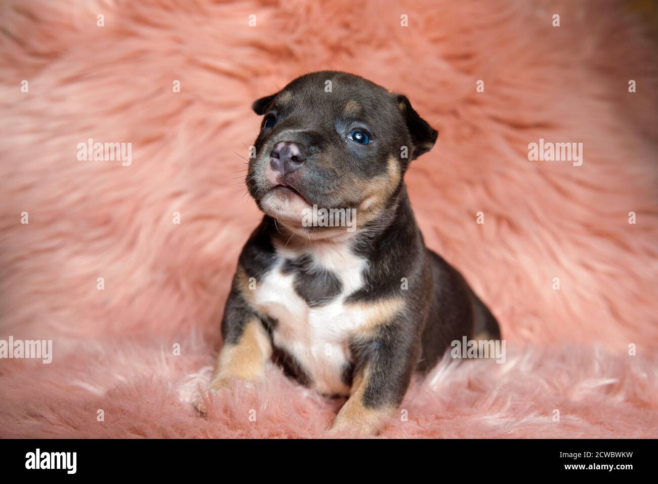 Adorable American Bully puppy smiling while sitting on furry background ...