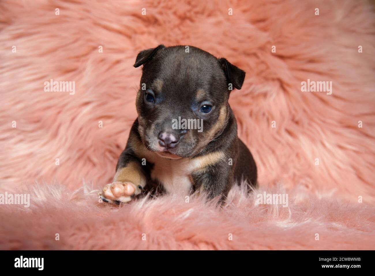Confident American Bully puppy looking forward and walking on furry ...