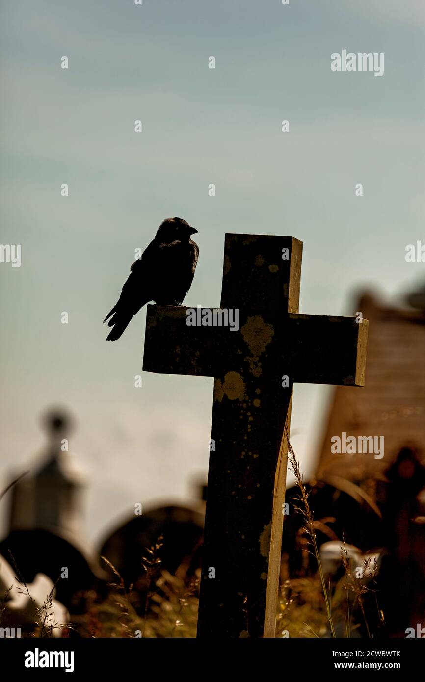 Crow on tombstone hi-res stock photography and images - Alamy