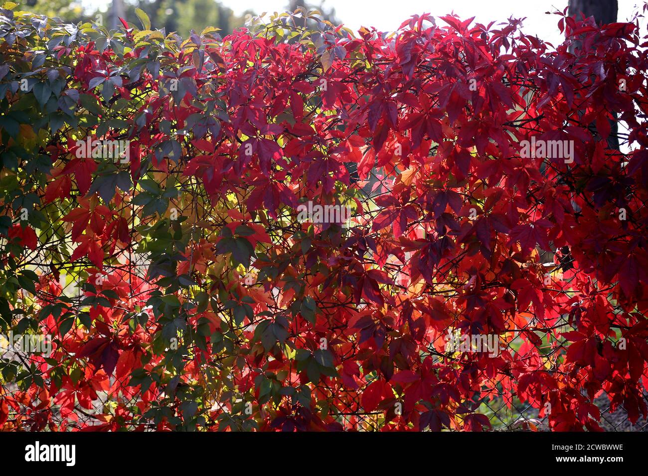 The fence is overgrown with creepers, a wall of colorful leaves Stock ...