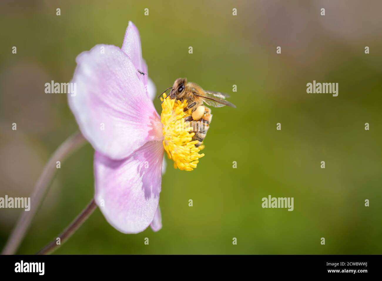 Chinese honey bees hi-res stock photography and images - Alamy