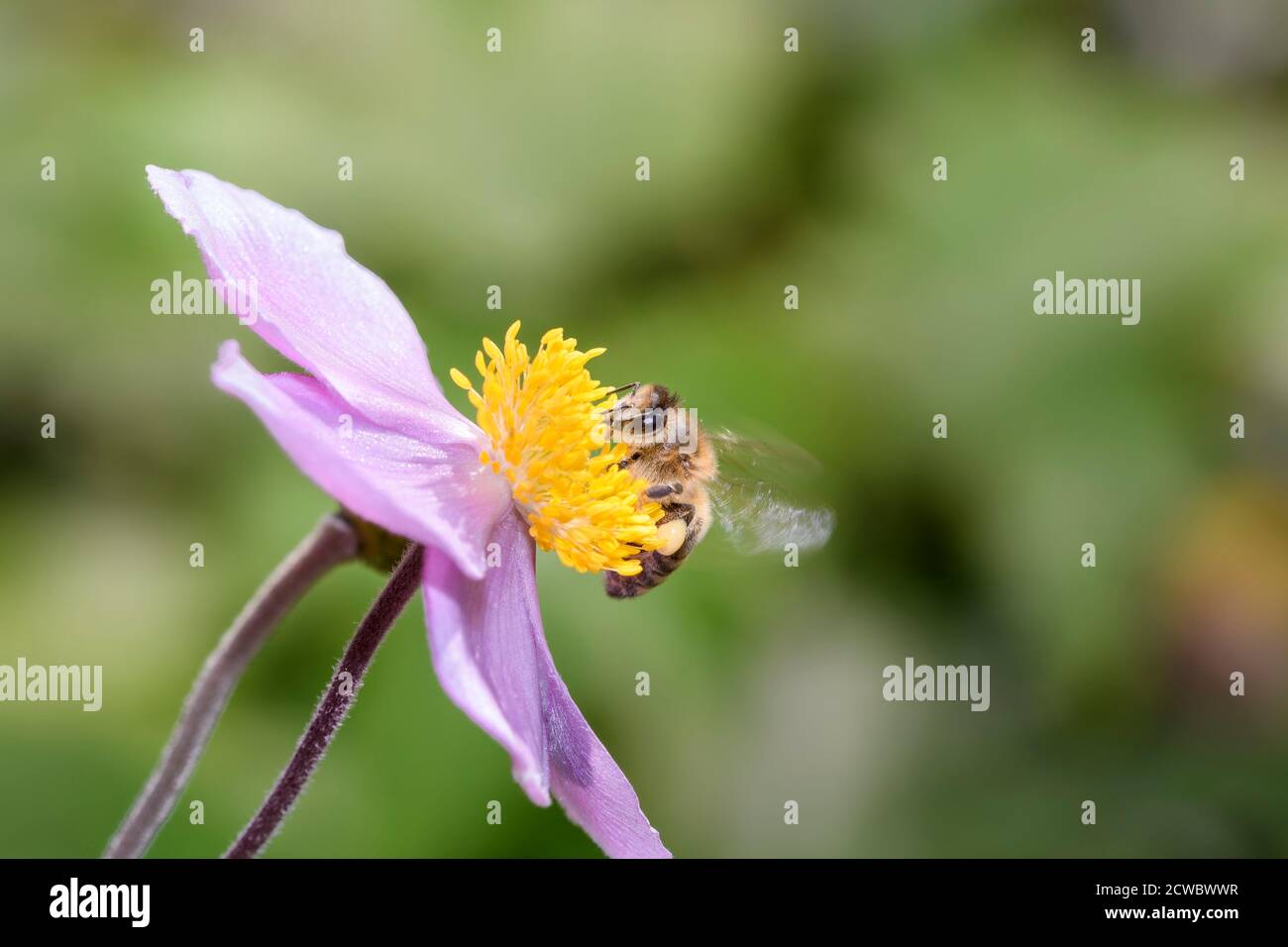 Chinese honey bees hi-res stock photography and images - Alamy