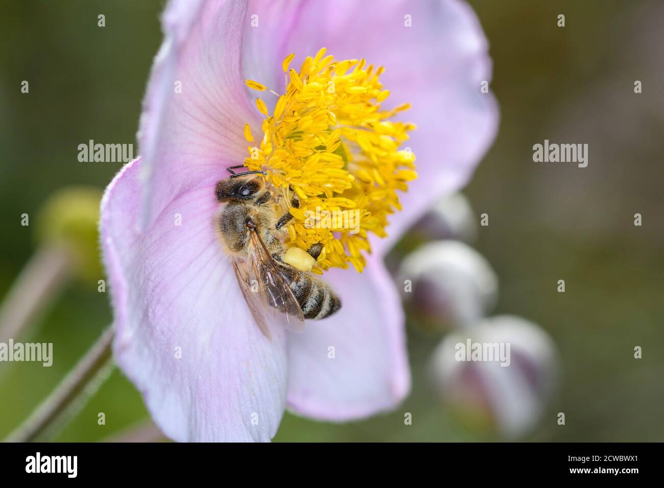Insects beehive hi-res stock photography and images - Alamy