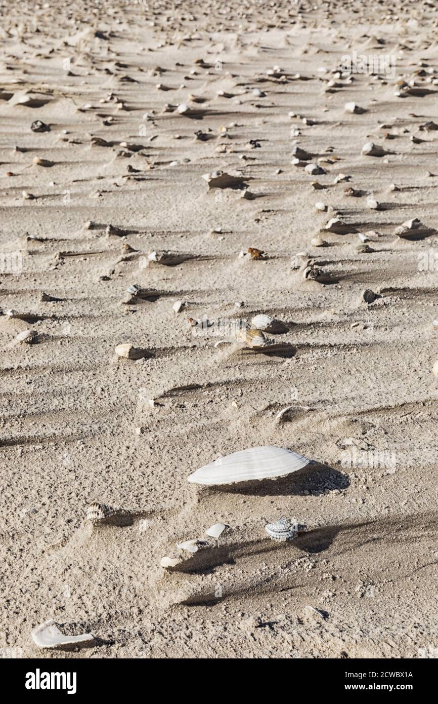 Background with shells on a beach Stock Photo - Alamy
