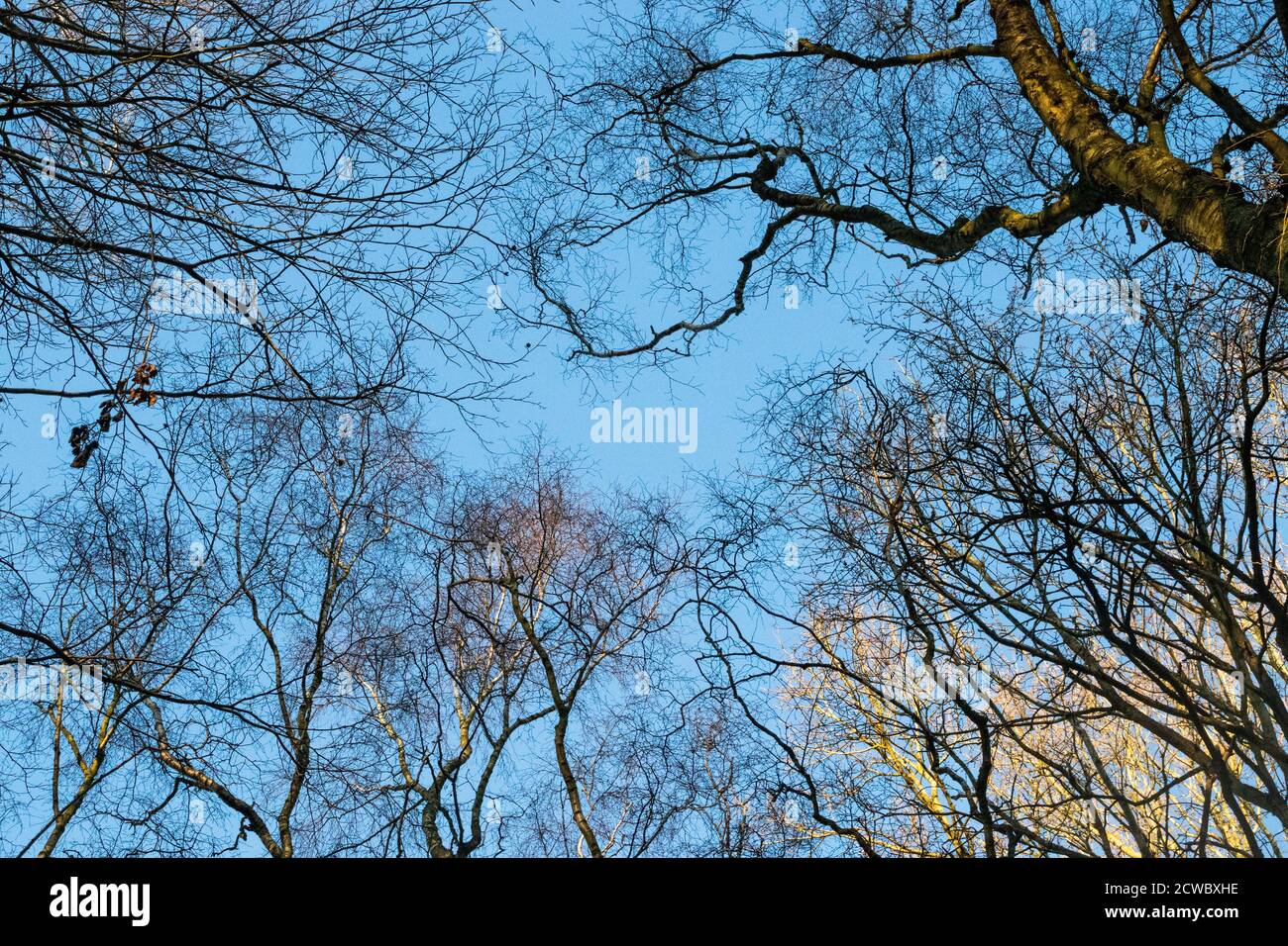 Canopy overlook hi-res stock photography and images - Alamy