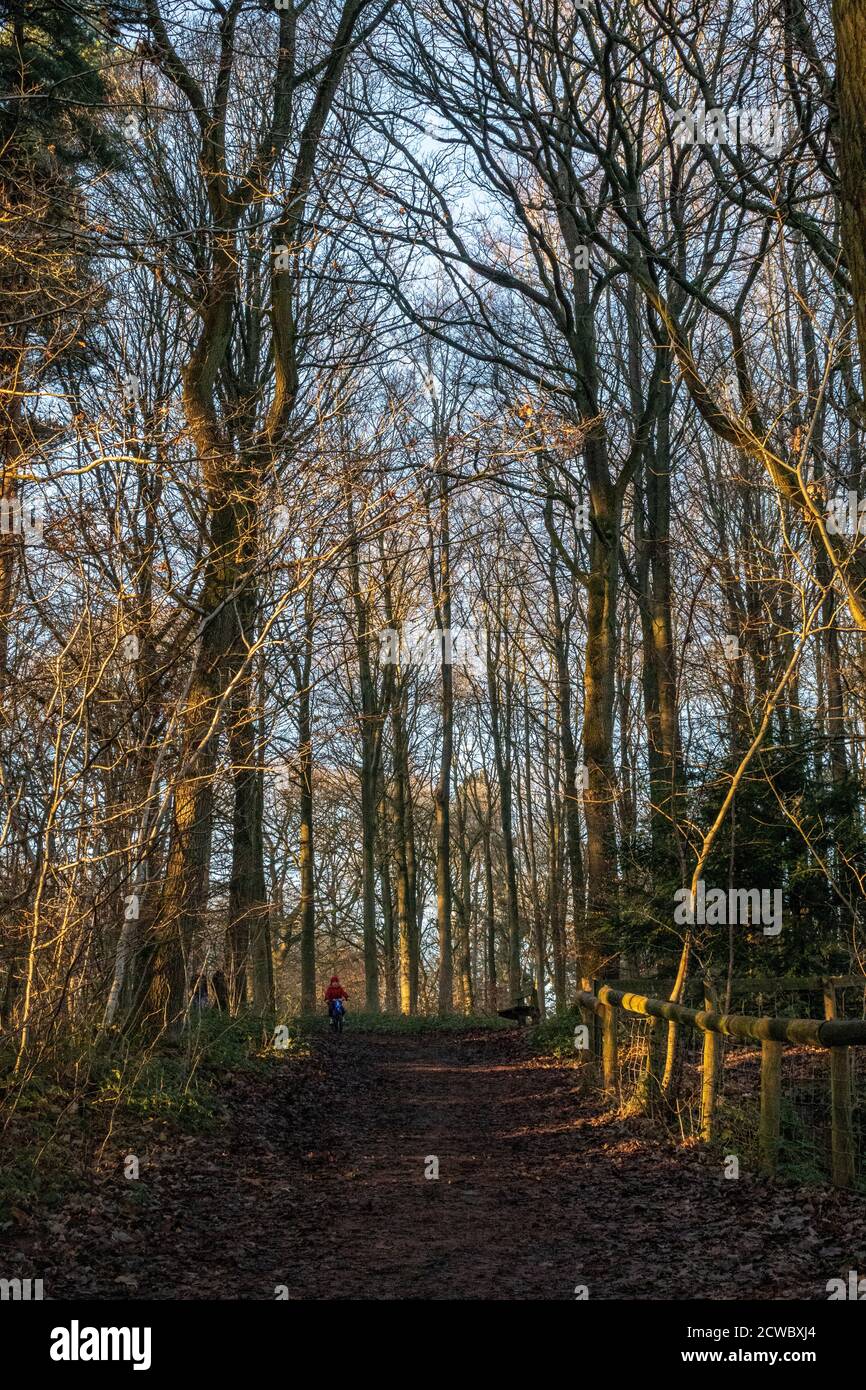 Pathway through a forest hi-res stock photography and images - Alamy