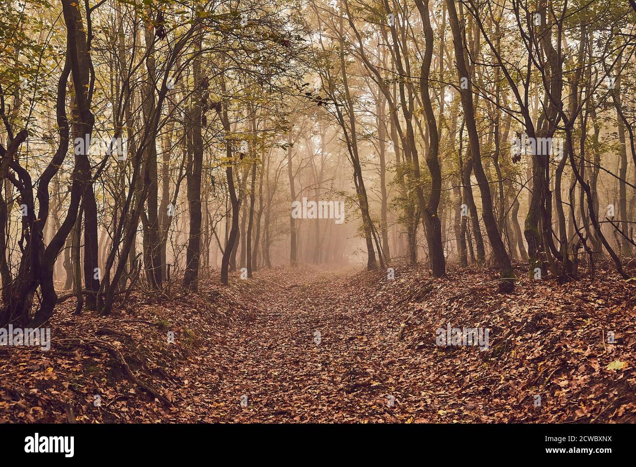 Forest path in mist Stock Photo - Alamy
