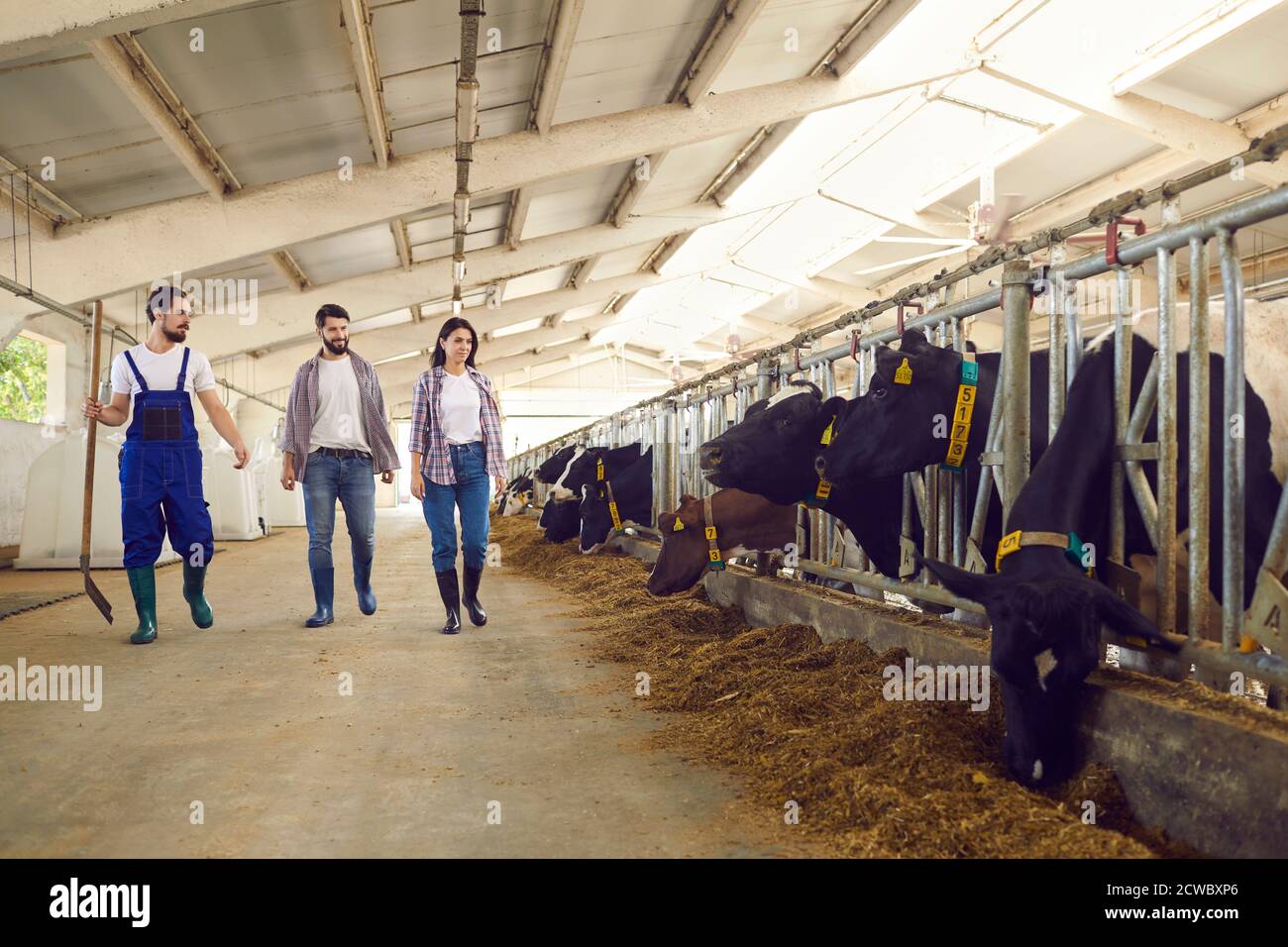 Dairy farm workers walking along stables with feeding cows, checking on ...