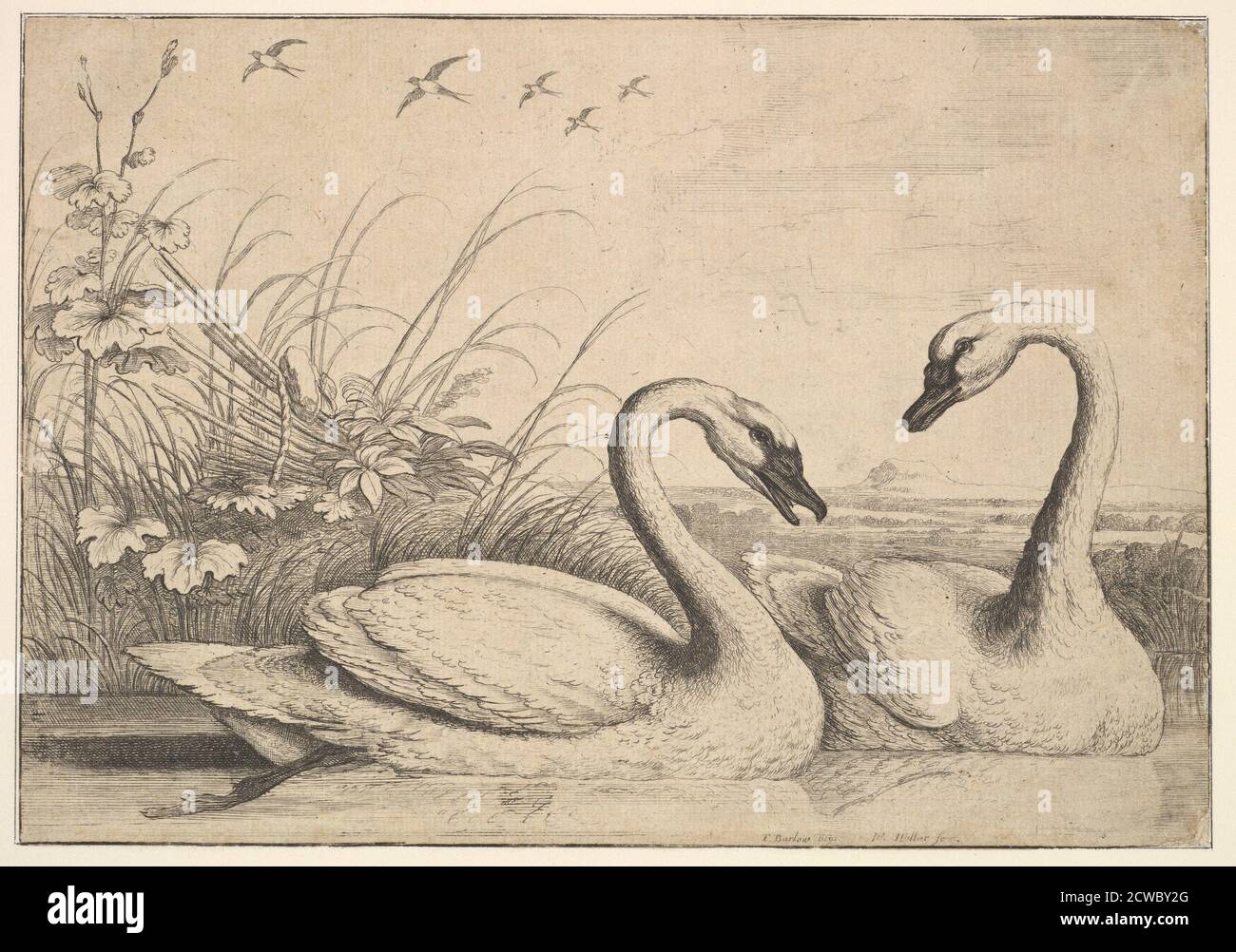 Two swans drawing hi-res stock photography and images - Alamy