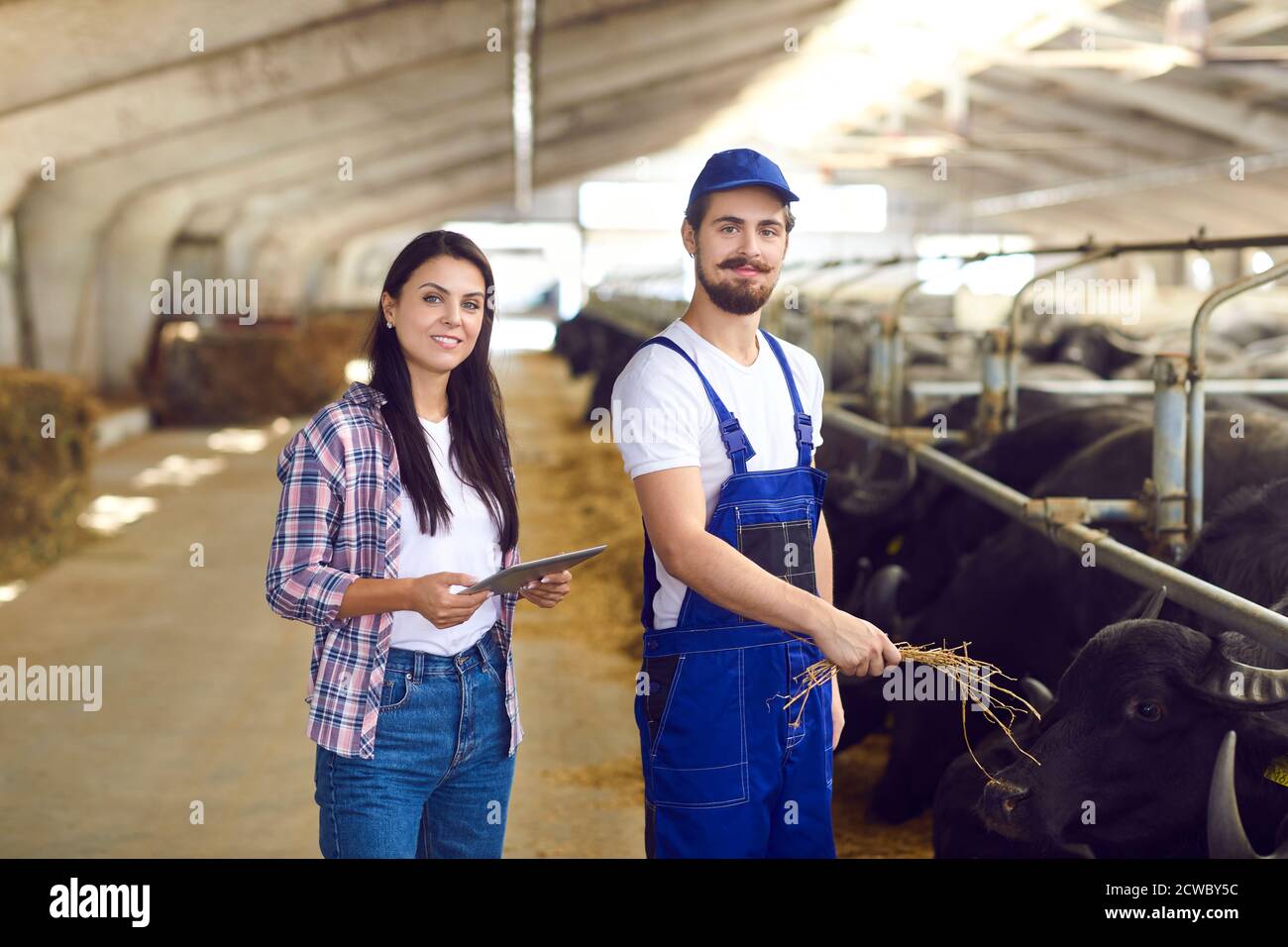 Buffalo dairy farm hi-res stock photography and images - Alamy