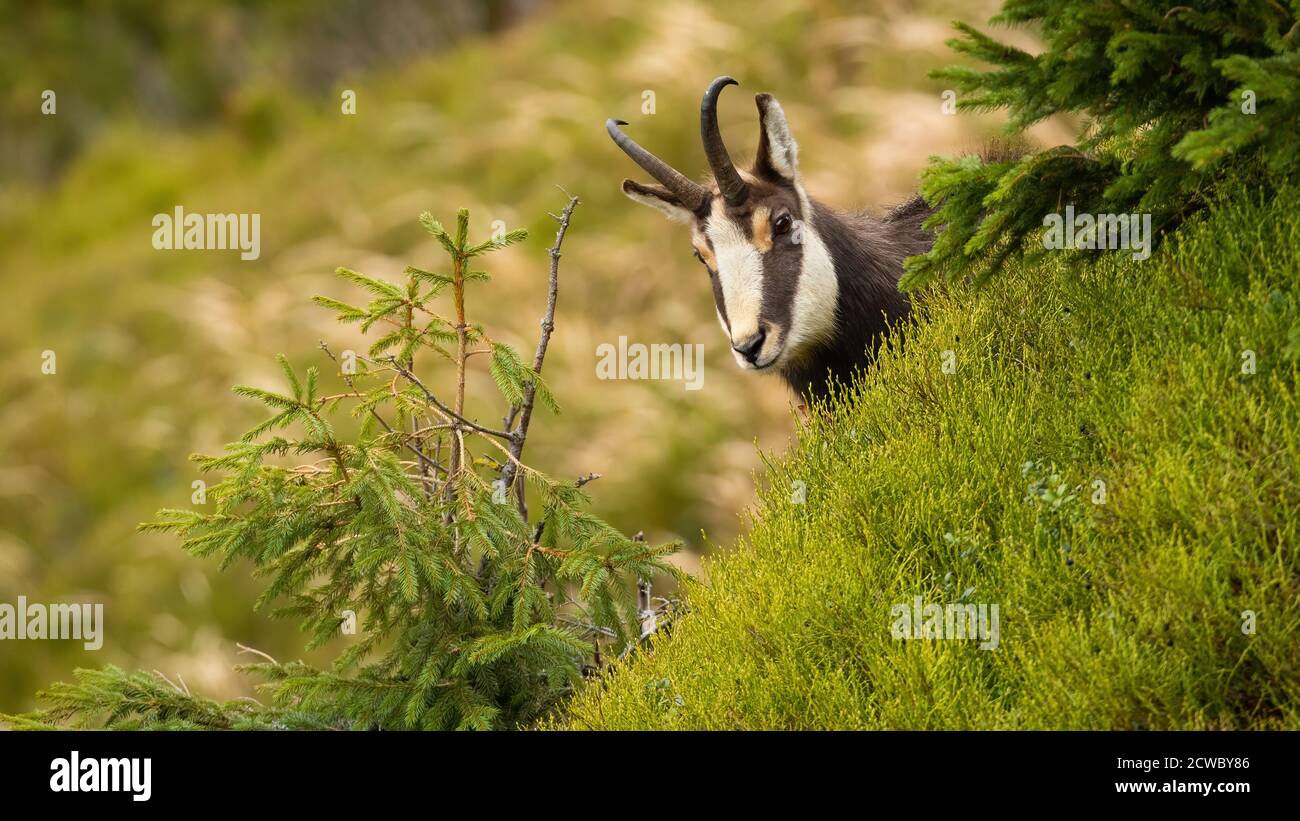 Habitat peeking hi-res stock photography and images - Alamy