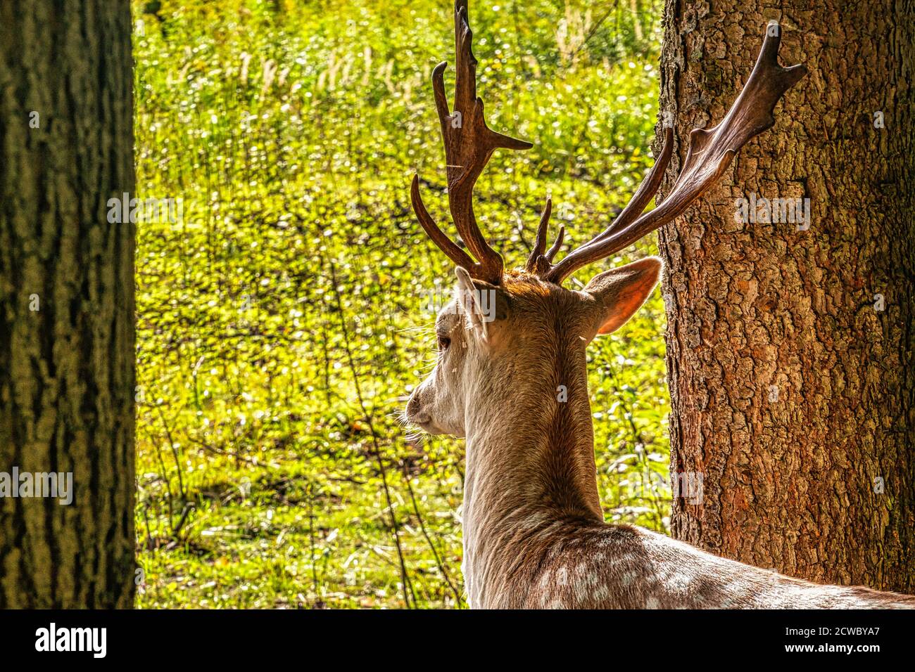 Spotted Beautiful Fallow Deer Standing Between Trees Stock Photo - Alamy