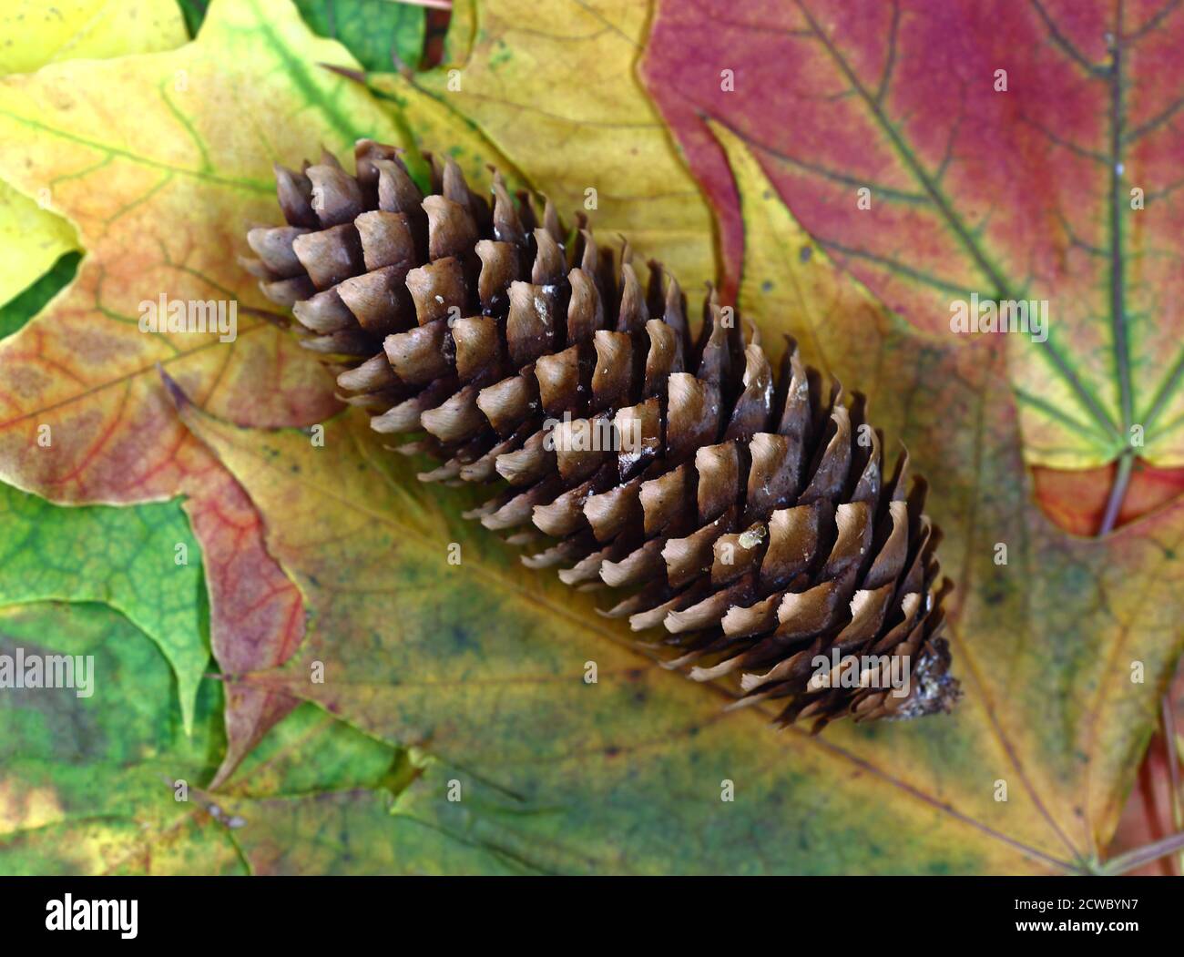 Pine cone on autumn leaves hi-res stock photography and images - Alamy