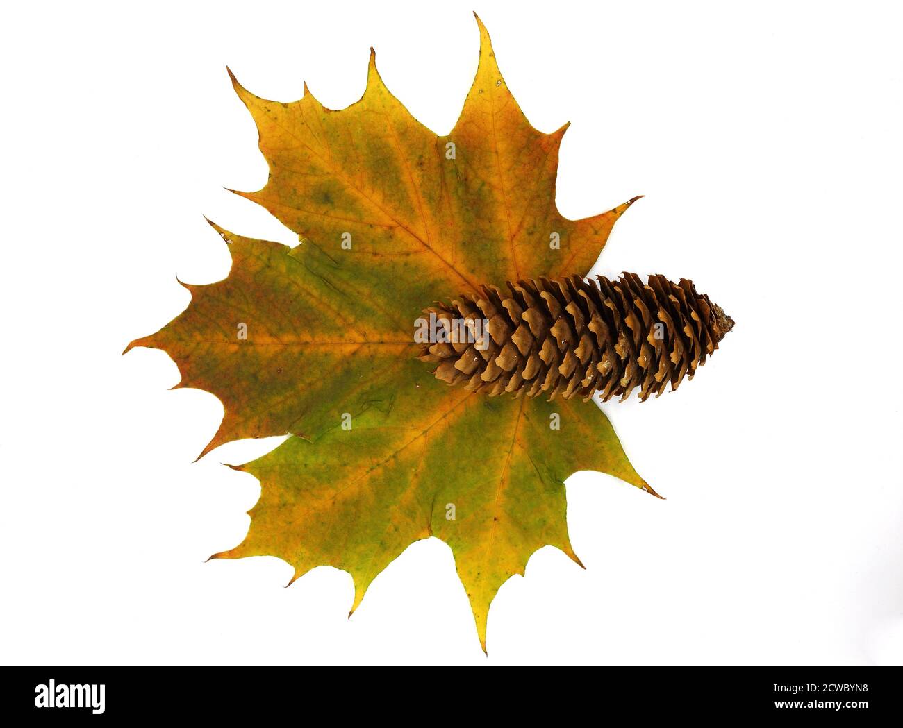 Pine leaf Cut Out Stock Images & Pictures - Alamy