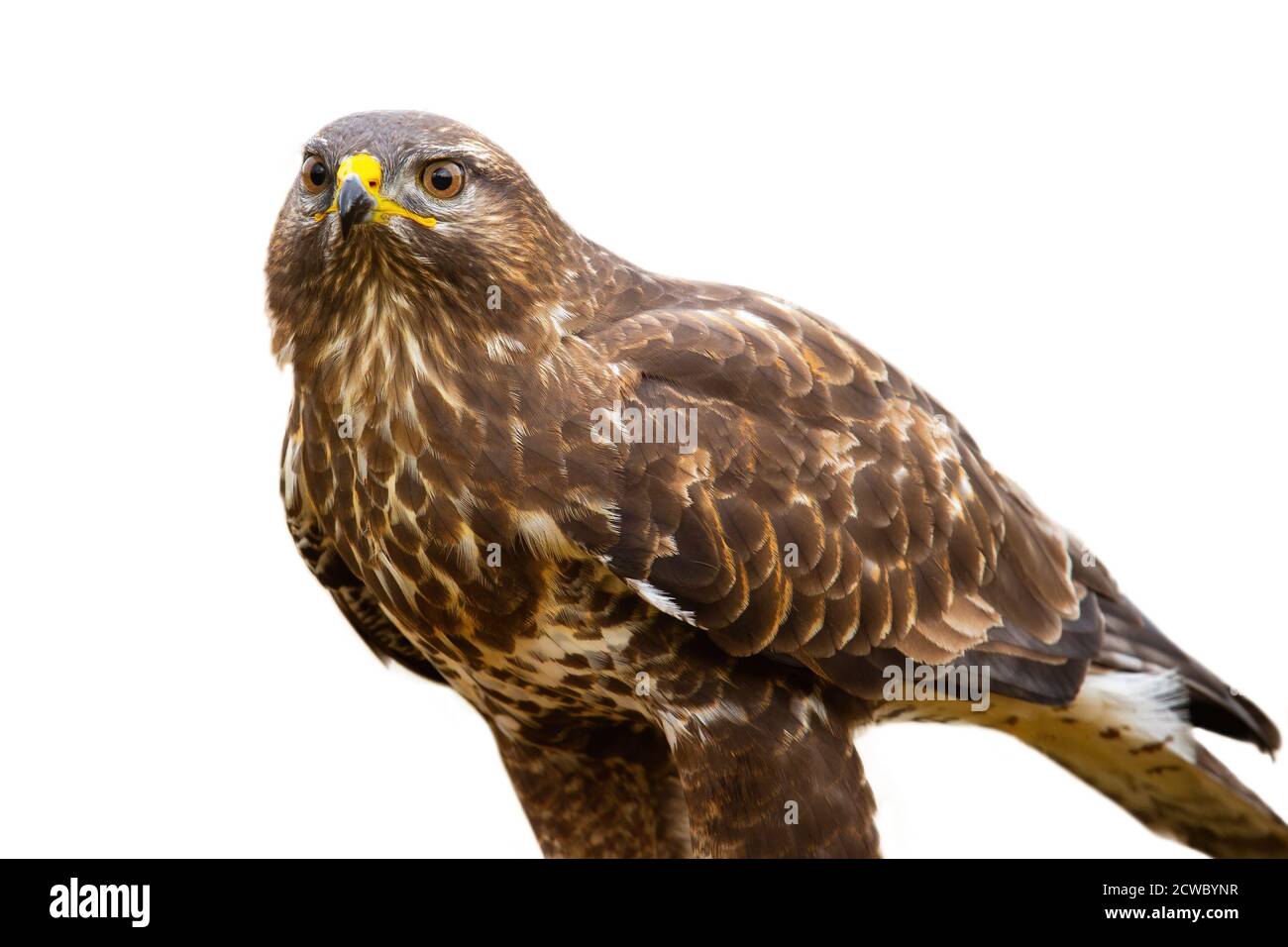 Majestic common buzzard sitting in nature cut out on blank Stock Photo ...
