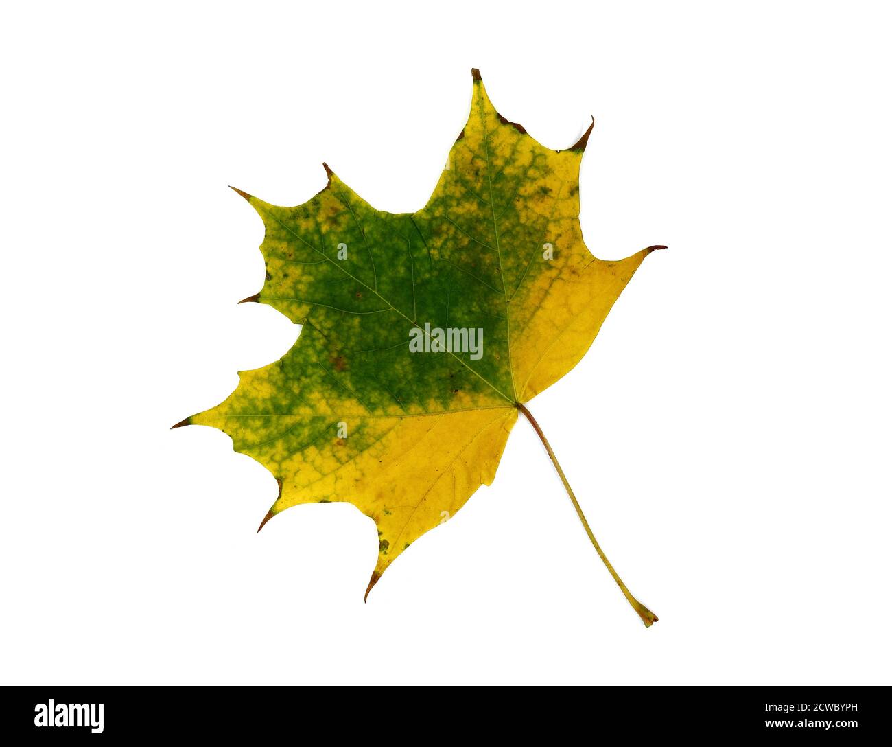 Autumn maple leaf on a light background. Natural color Stock Photo - Alamy