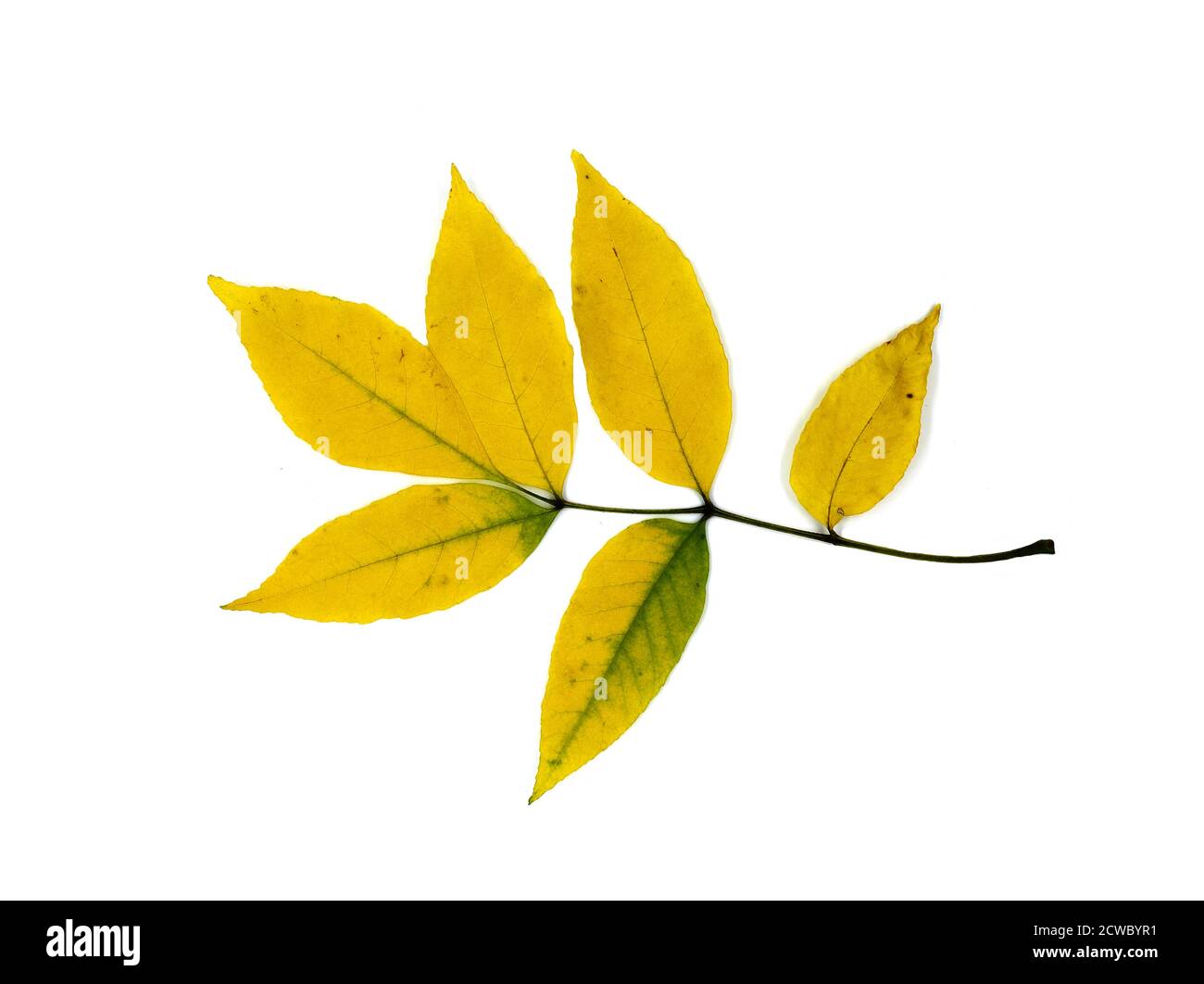 Autumn leaf on a light background. Natural color Stock Photo - Alamy