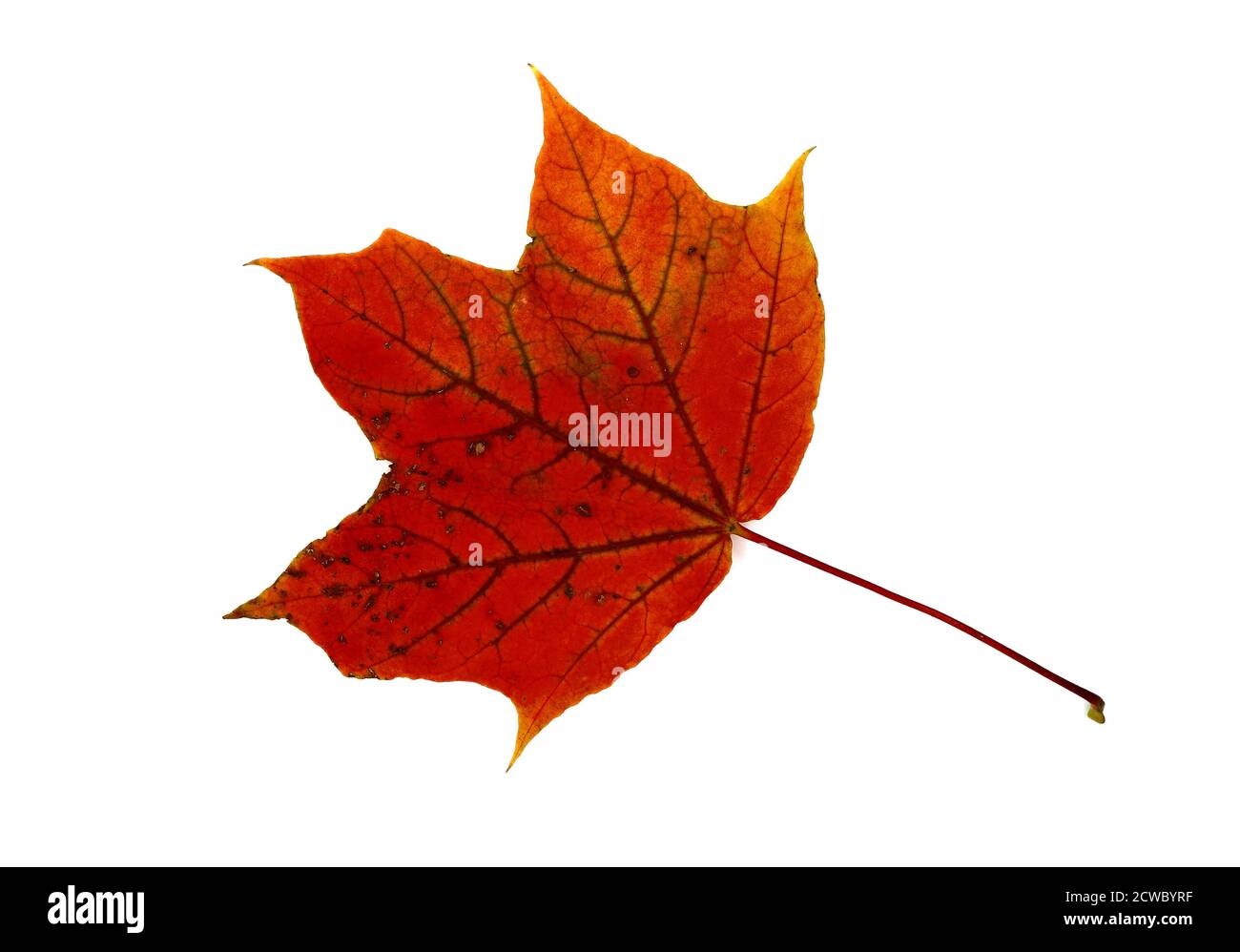 Autumn maple leaf on a light background. Natural color Stock Photo - Alamy