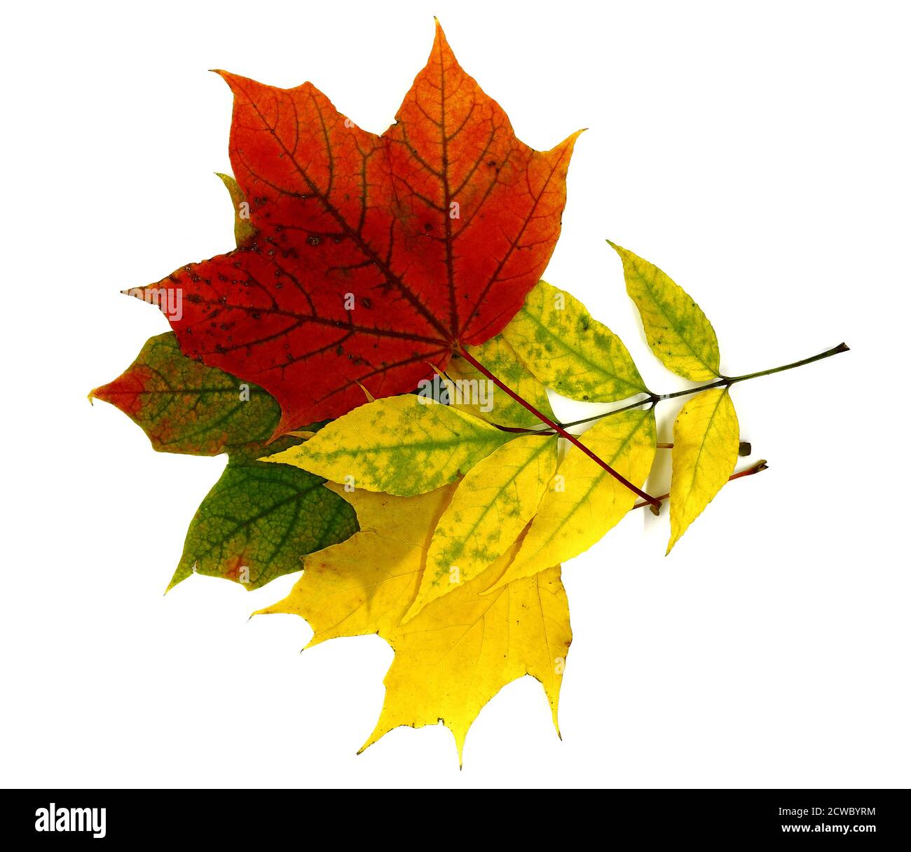 Best leaf colors Cut Out Stock Images & Pictures - Alamy