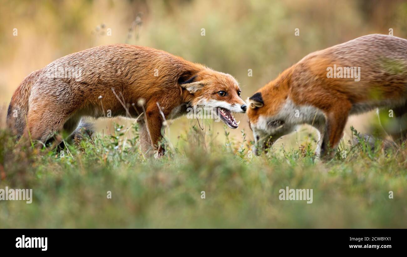 Fox fighting hi-res stock photography and images - Alamy