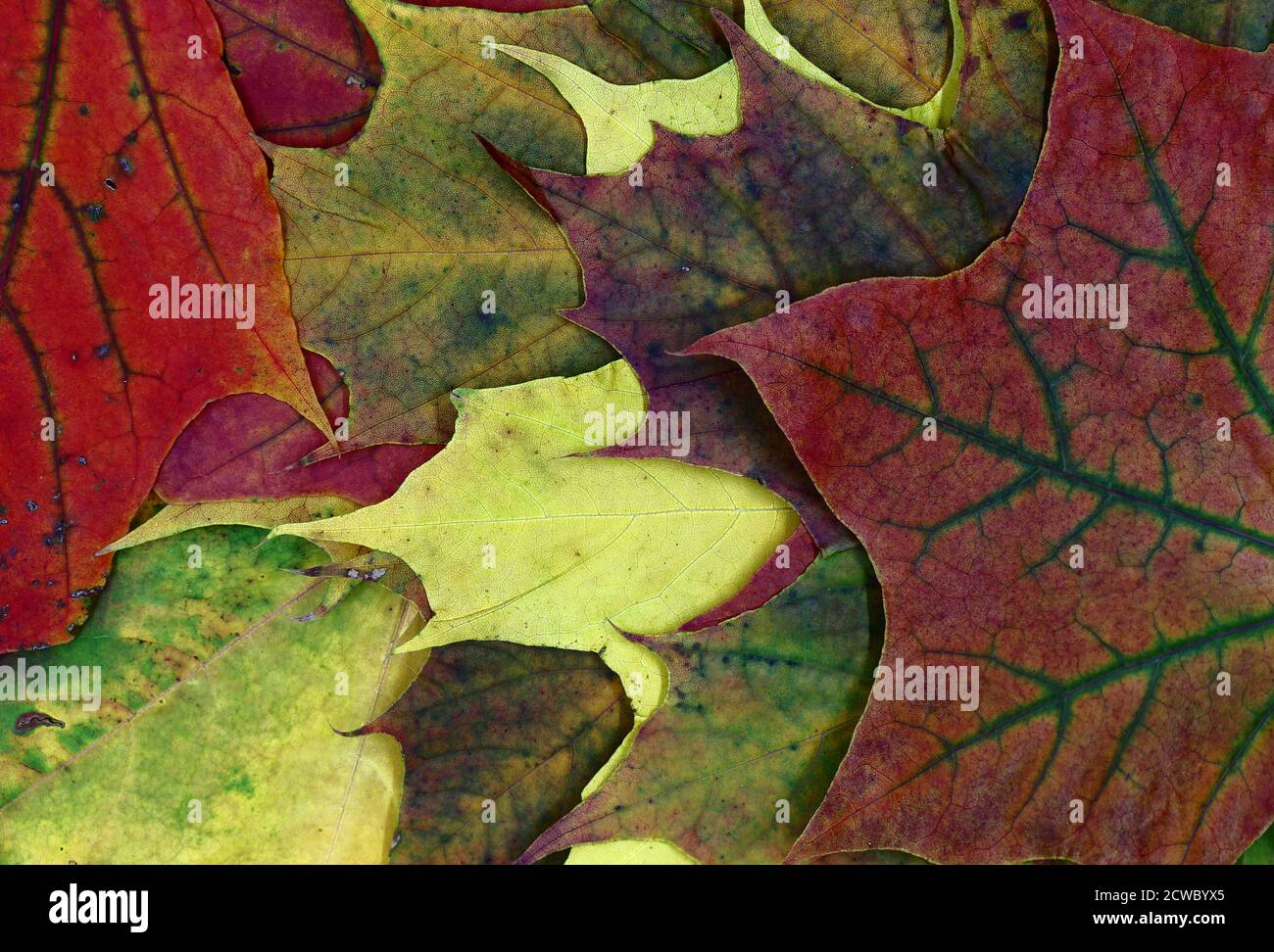 Composition of several maple leaves of different colors. Close-up ...