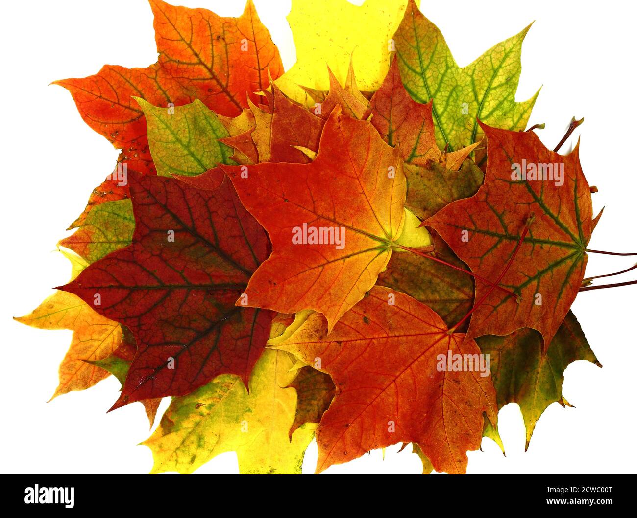 Composition of several maple leaves of different colors. Close-up ...