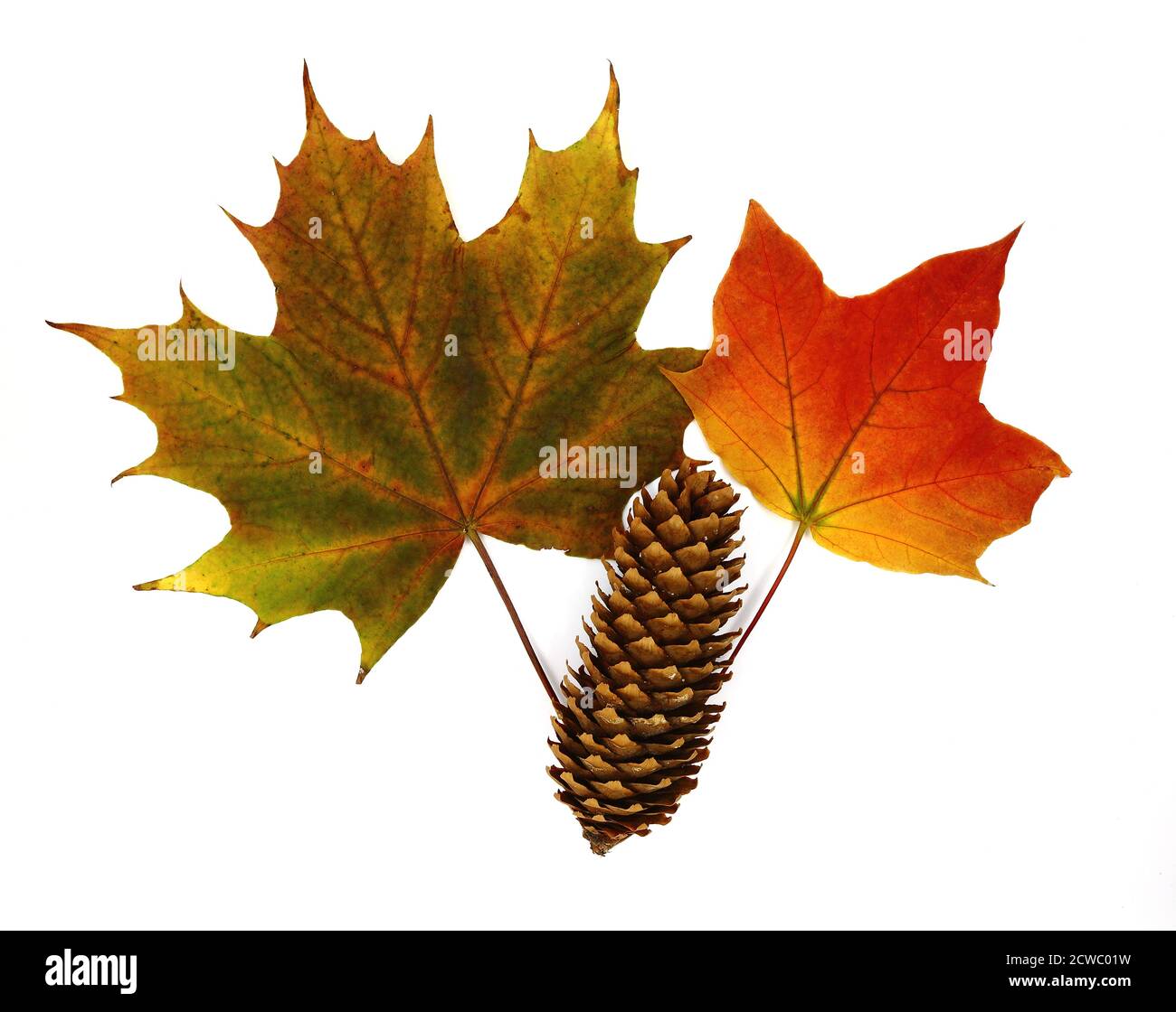 Pine cone leaf on hi-res stock photography and images - Alamy