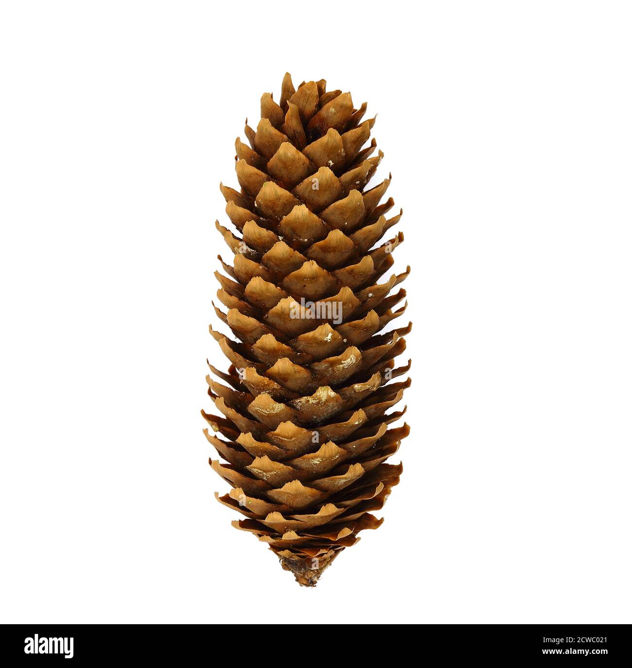 Pine cone and needles hi-res stock photography and images - Alamy