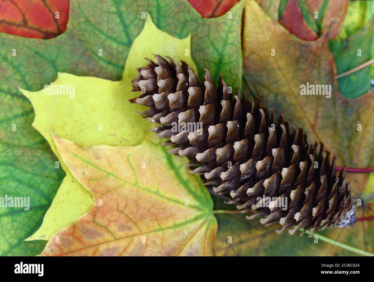 Cone needles tree trees nature hi-res stock photography and images - Alamy