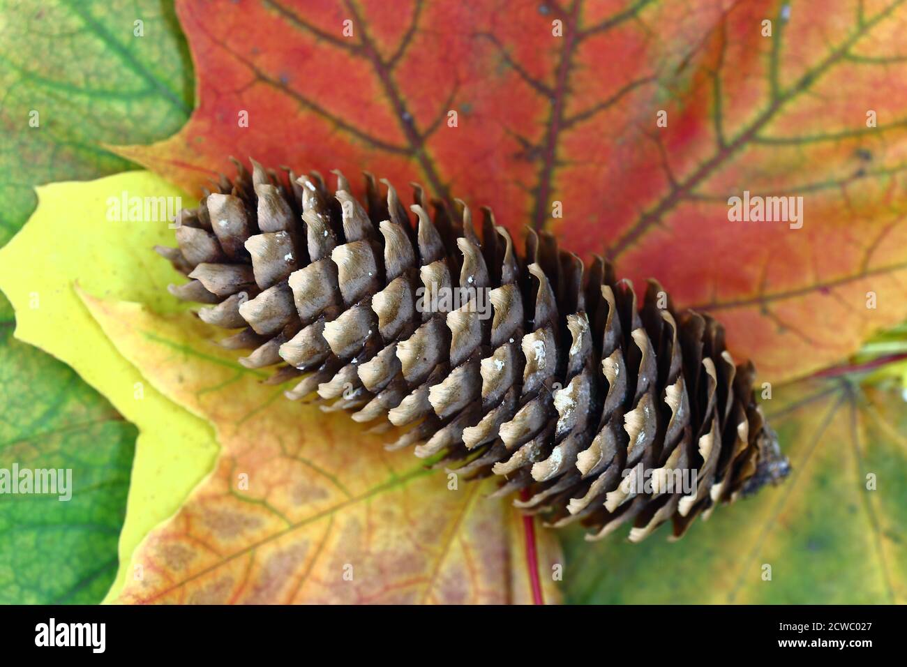 Pine cone colors hi-res stock photography and images - Alamy