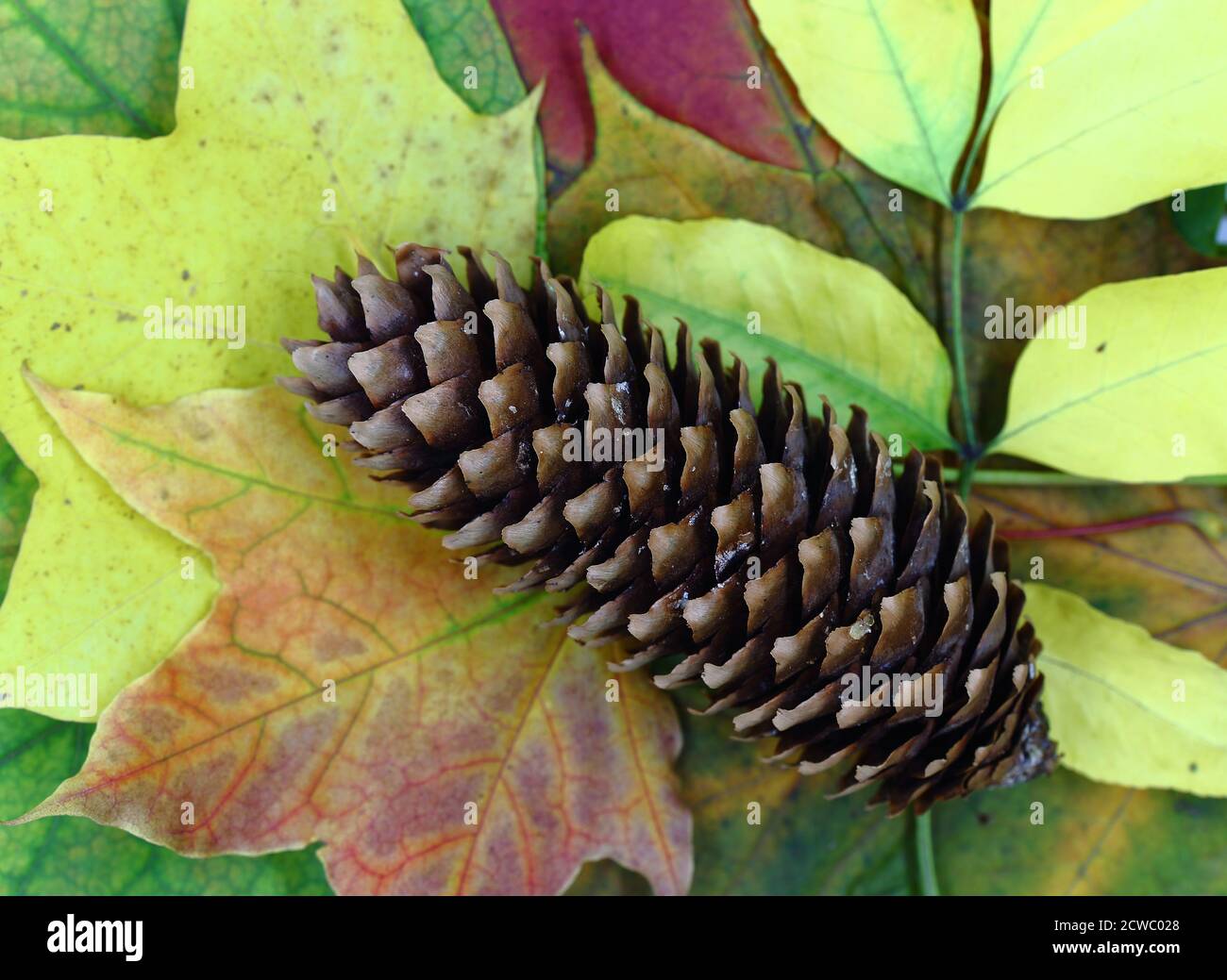 Pine cone colors hi-res stock photography and images - Alamy