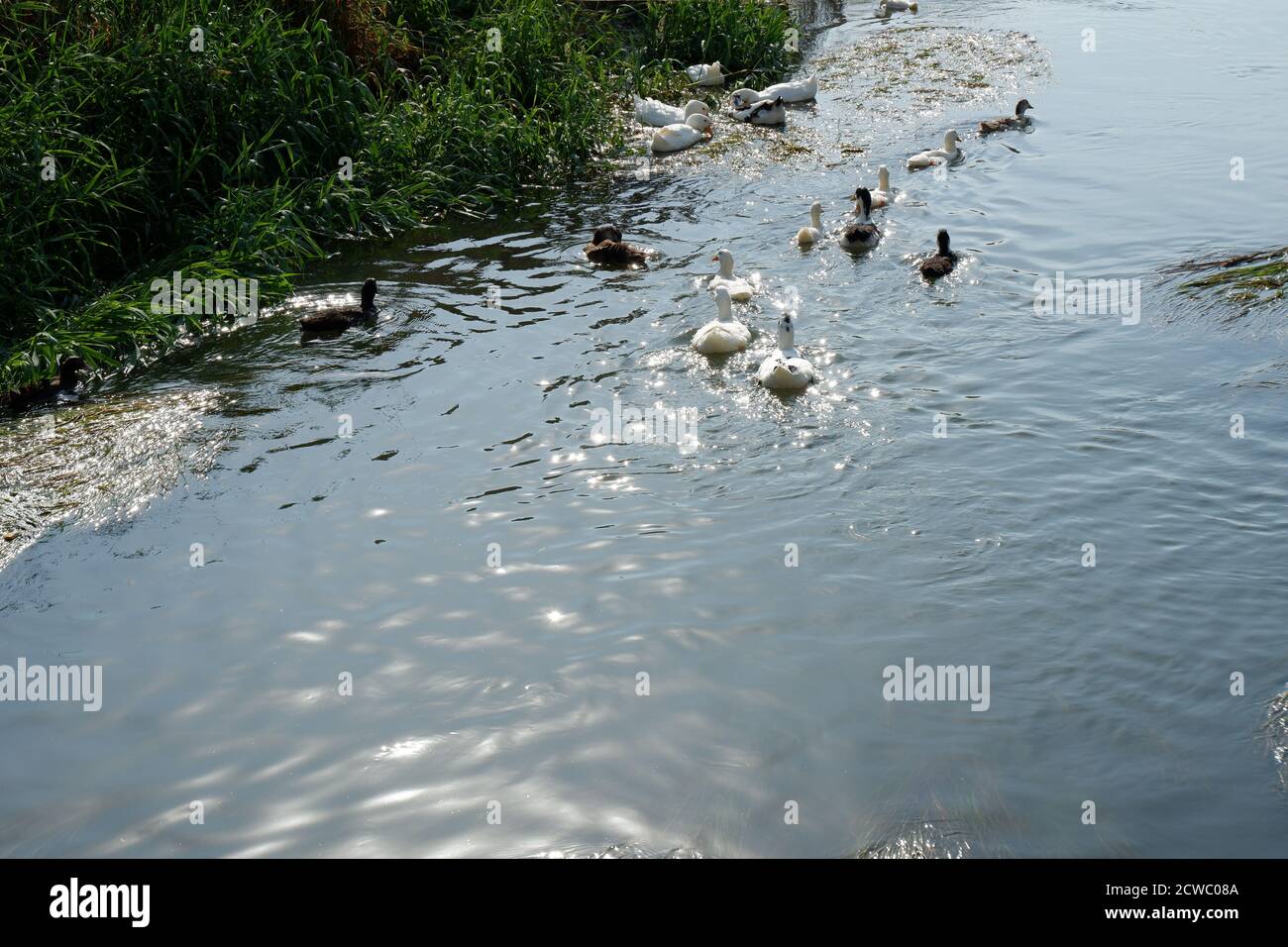 Polluted water hi-res stock photography and images - Alamy
